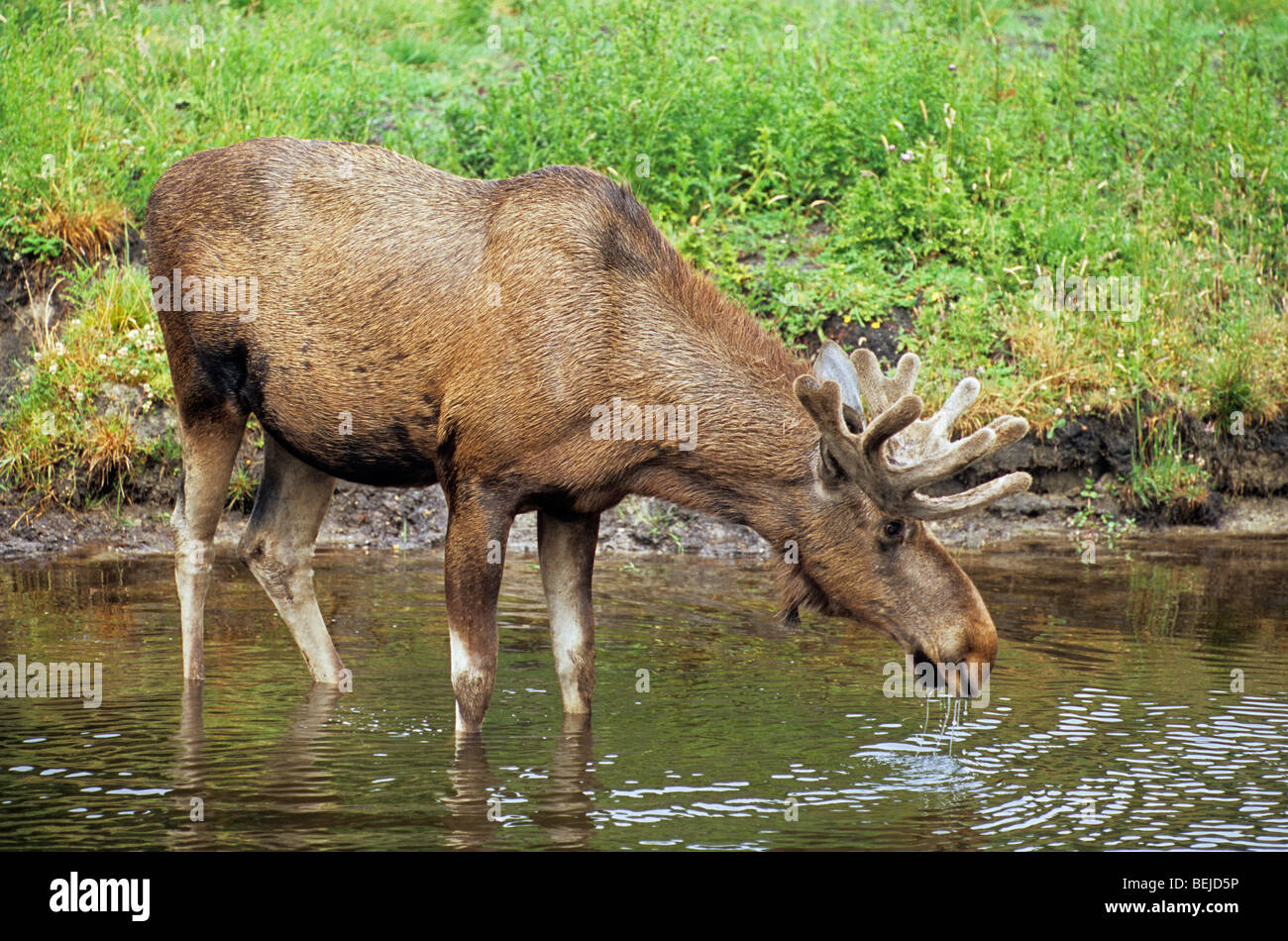 Alces alces europe water hi-res stock photography and images - Alamy
