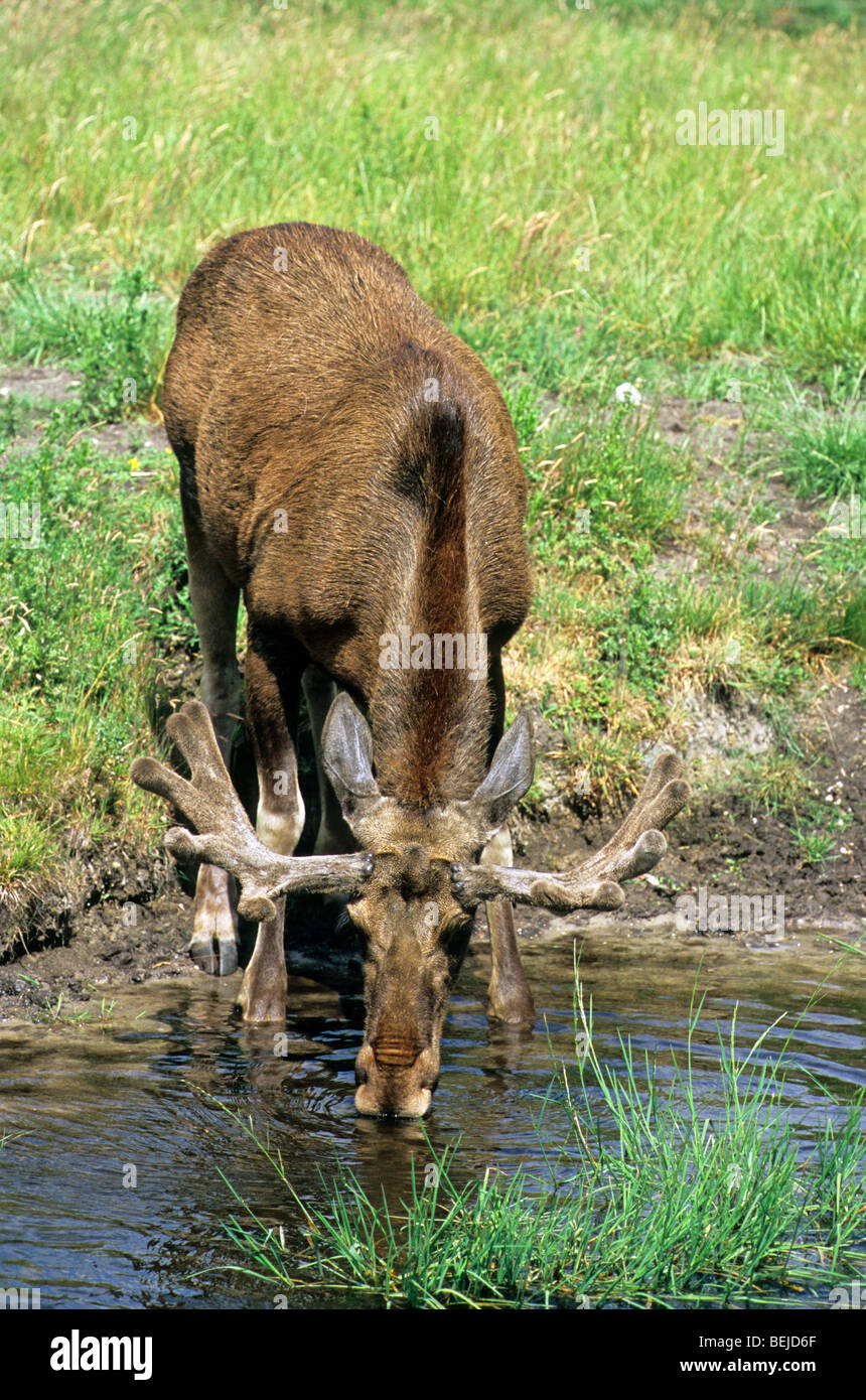 Alces alces europe water hi-res stock photography and images - Alamy