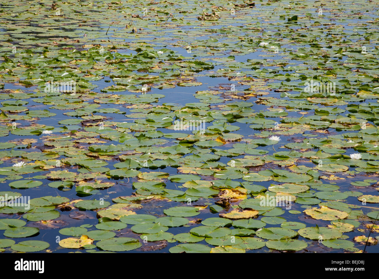 Lily pads on a lake Stock Photo - Alamy