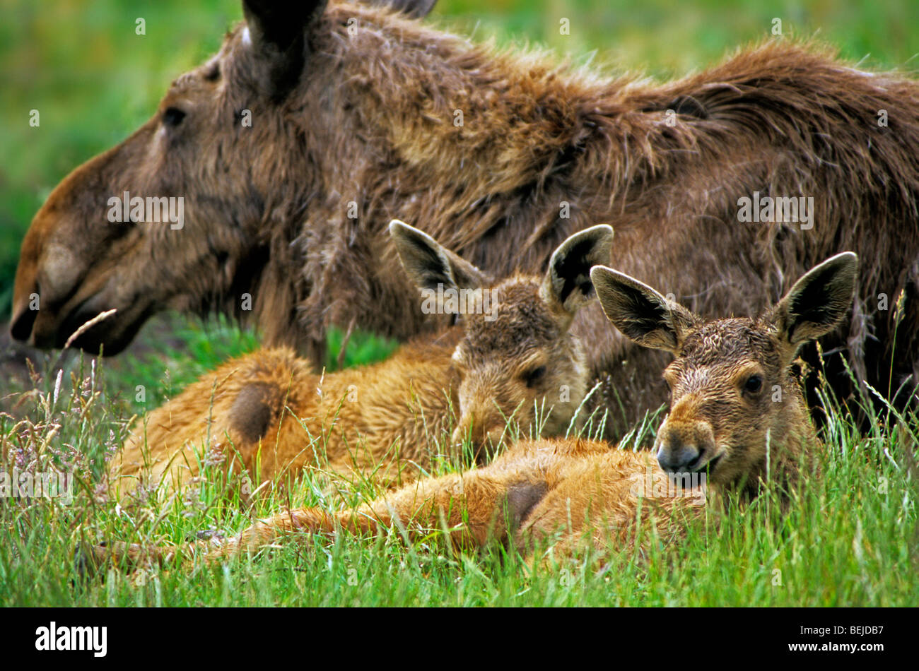 Moose Cow With Two Calves High Resolution Stock Photography and Images ...