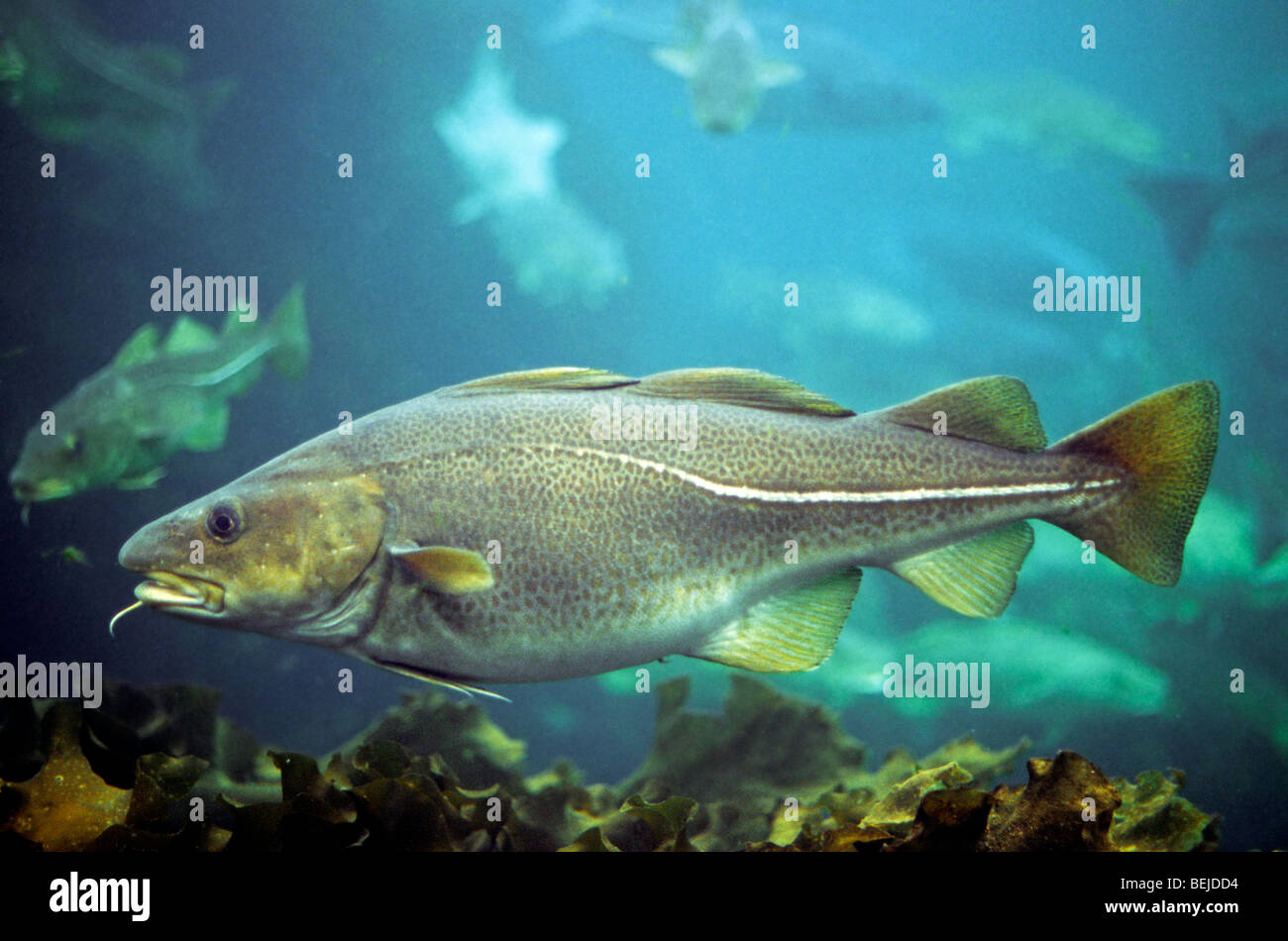Codling Gadus Morhua High Resolution Stock Photography and Images - Alamy
