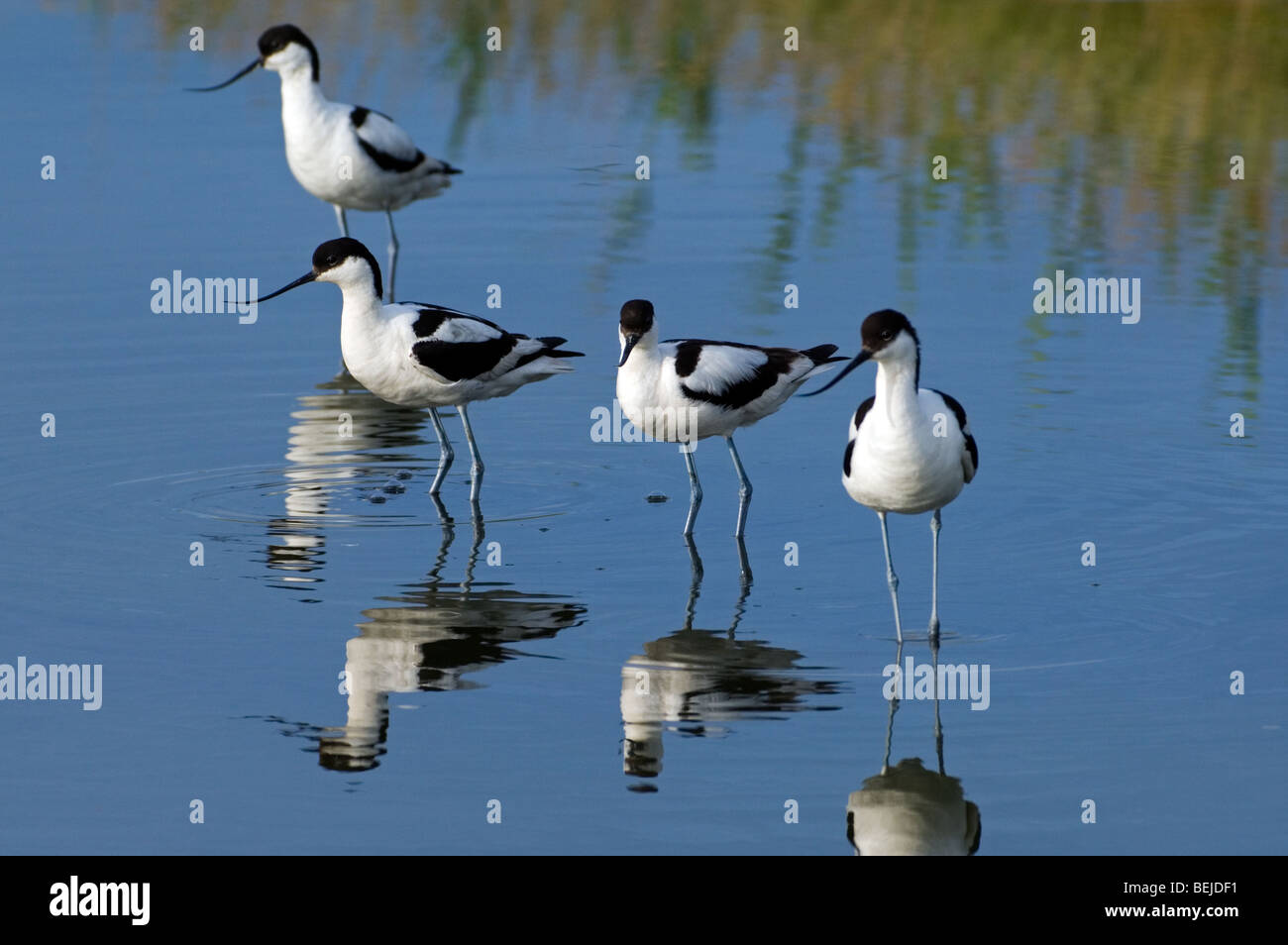 Pied avocets foraging (Recurvirostra avosetta) in shallow water near ...