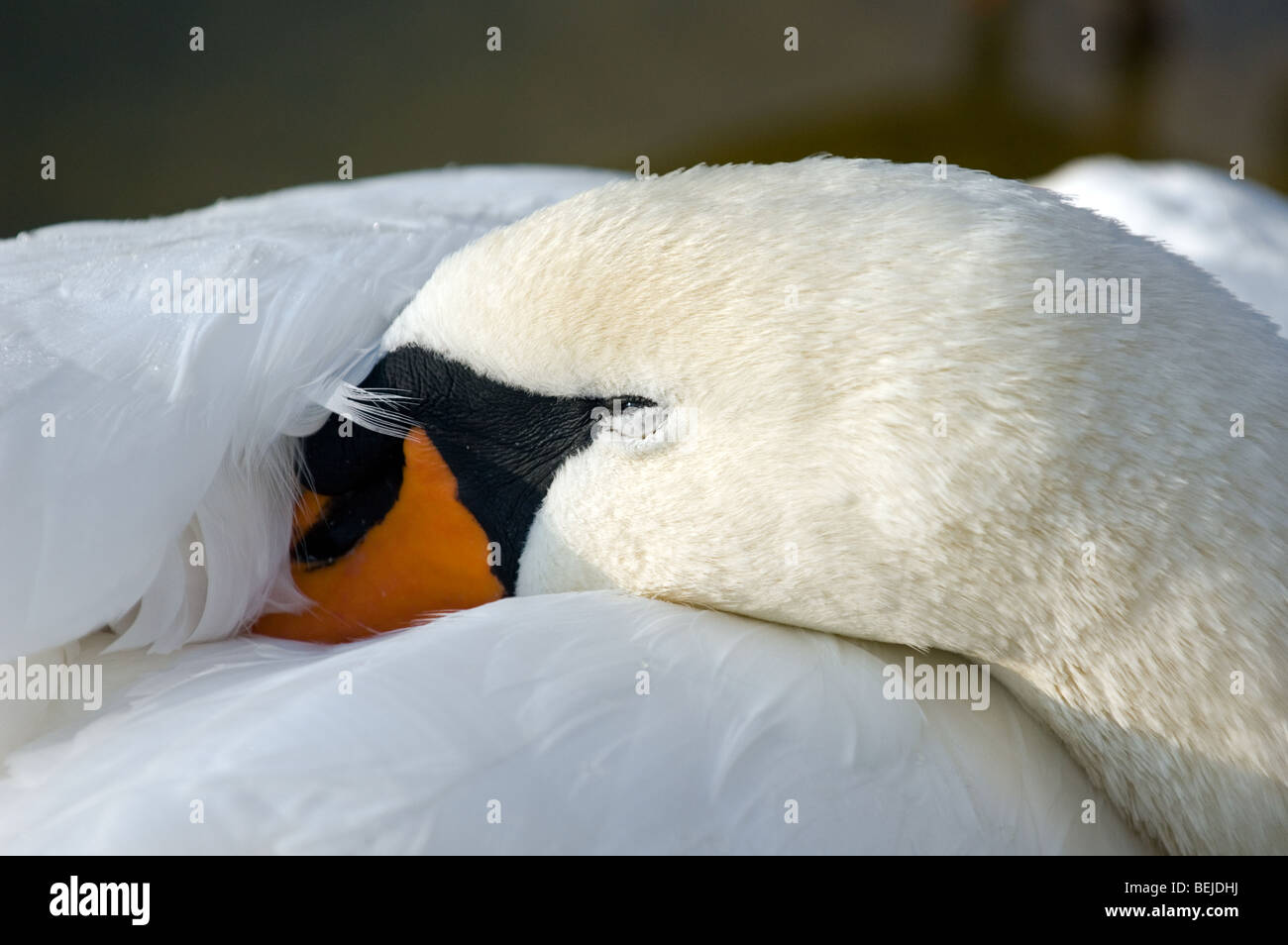Head tucked under wing hi-res stock photography and images - Alamy