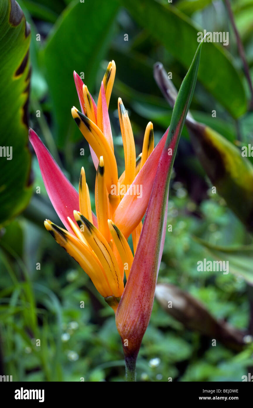 Parrot's Beak / Parakeet Flower (Heliconia psittacorum) in cloud forest ...