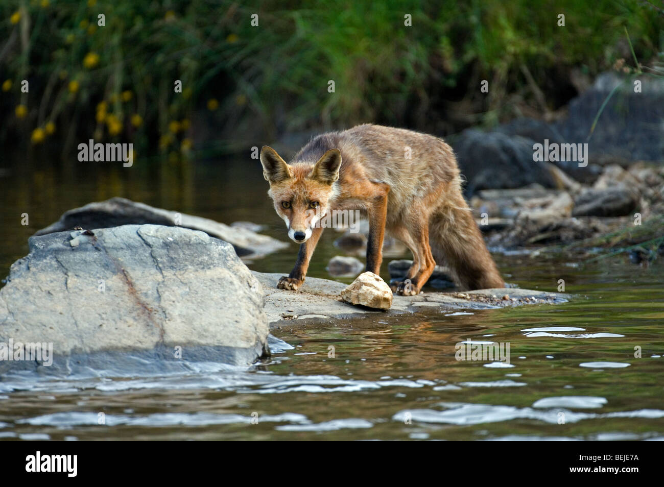Cross fox red fox rocks hi-res stock photography and images - Alamy