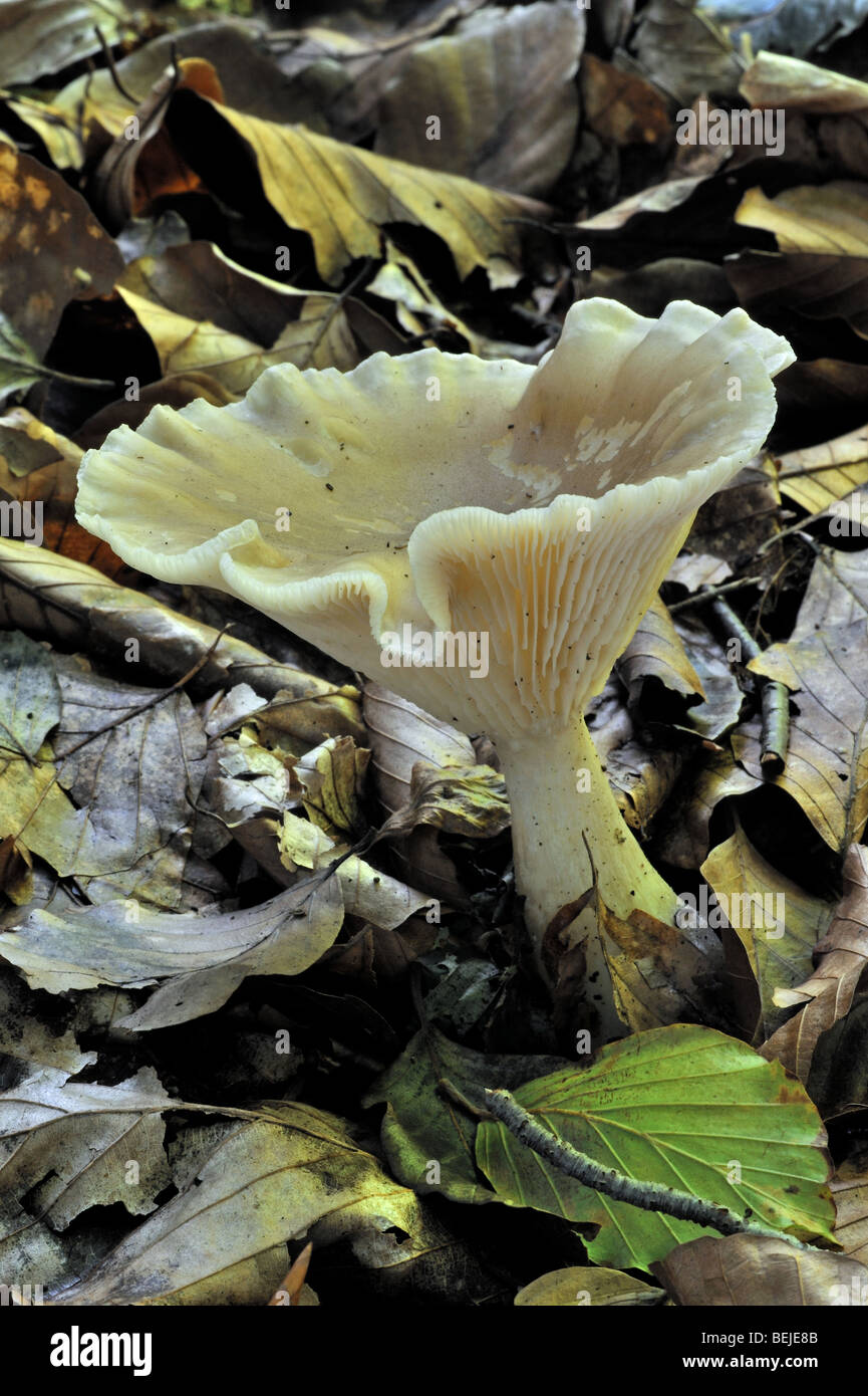 Club foot / Club-footed clitocybe (Ampulloclitocybe clavipes / Agaricus ...