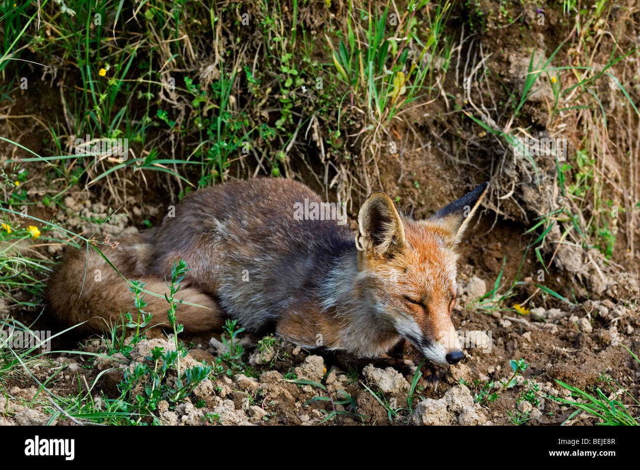 Red fox (Vulpes vulpes) sleeping curled up Stock Photo - Alamy