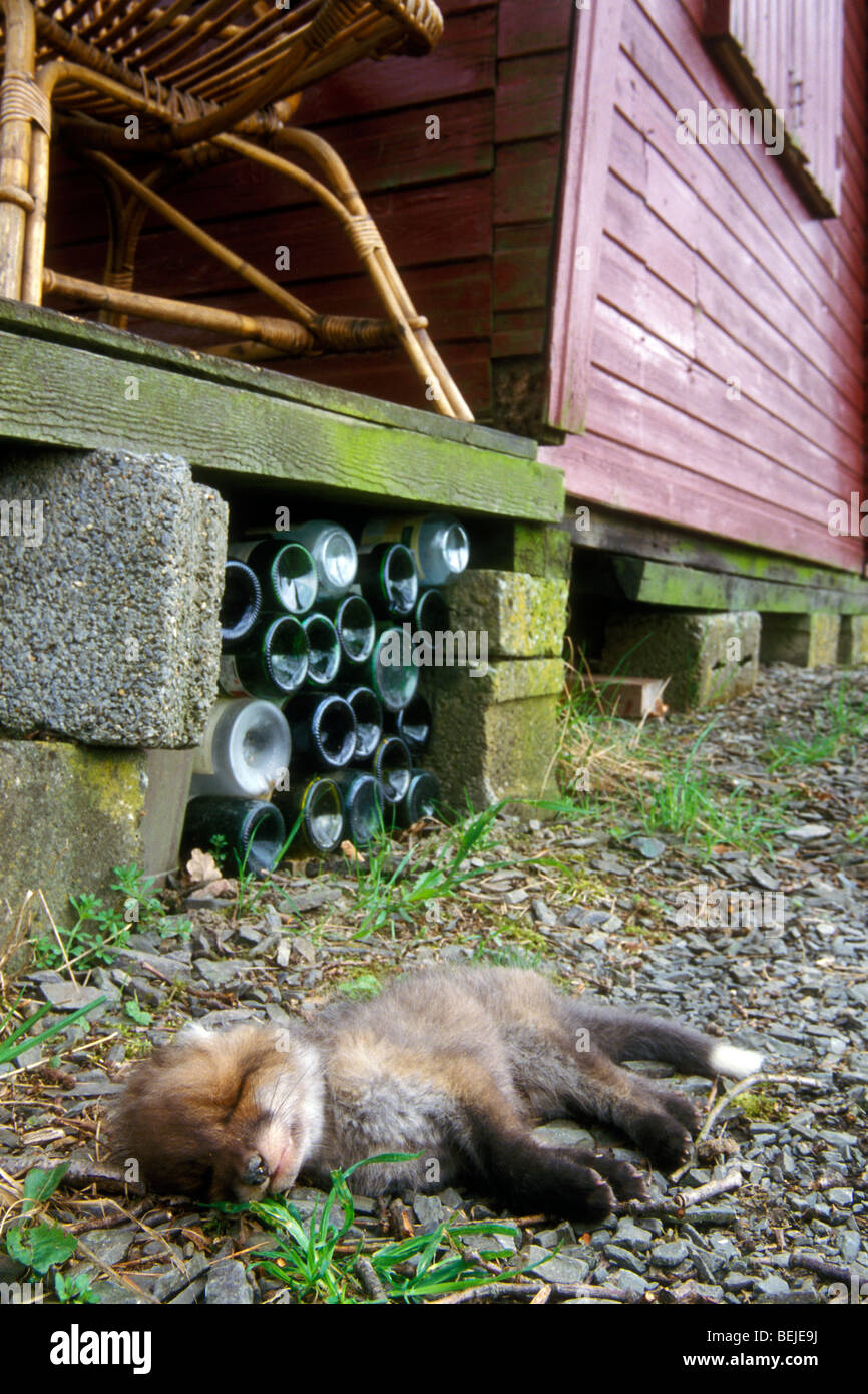 Dead red fox (Vulpes vulpes) kit lying next to house, killed by disease ...