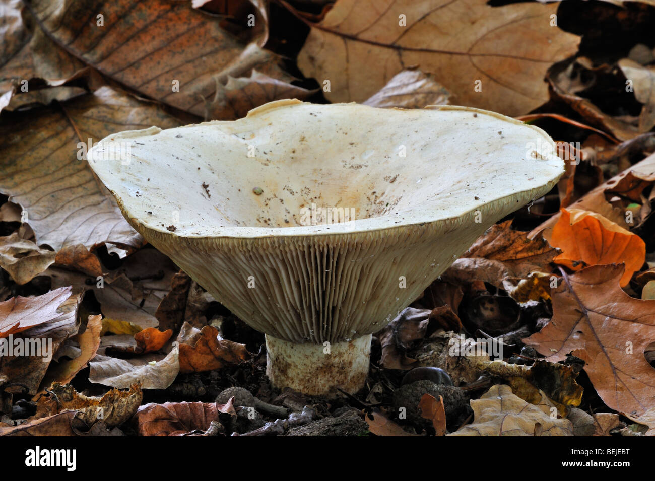 Fleecy milk-cap / fleecy milkcap fungus (Lactifluus vellereus ...