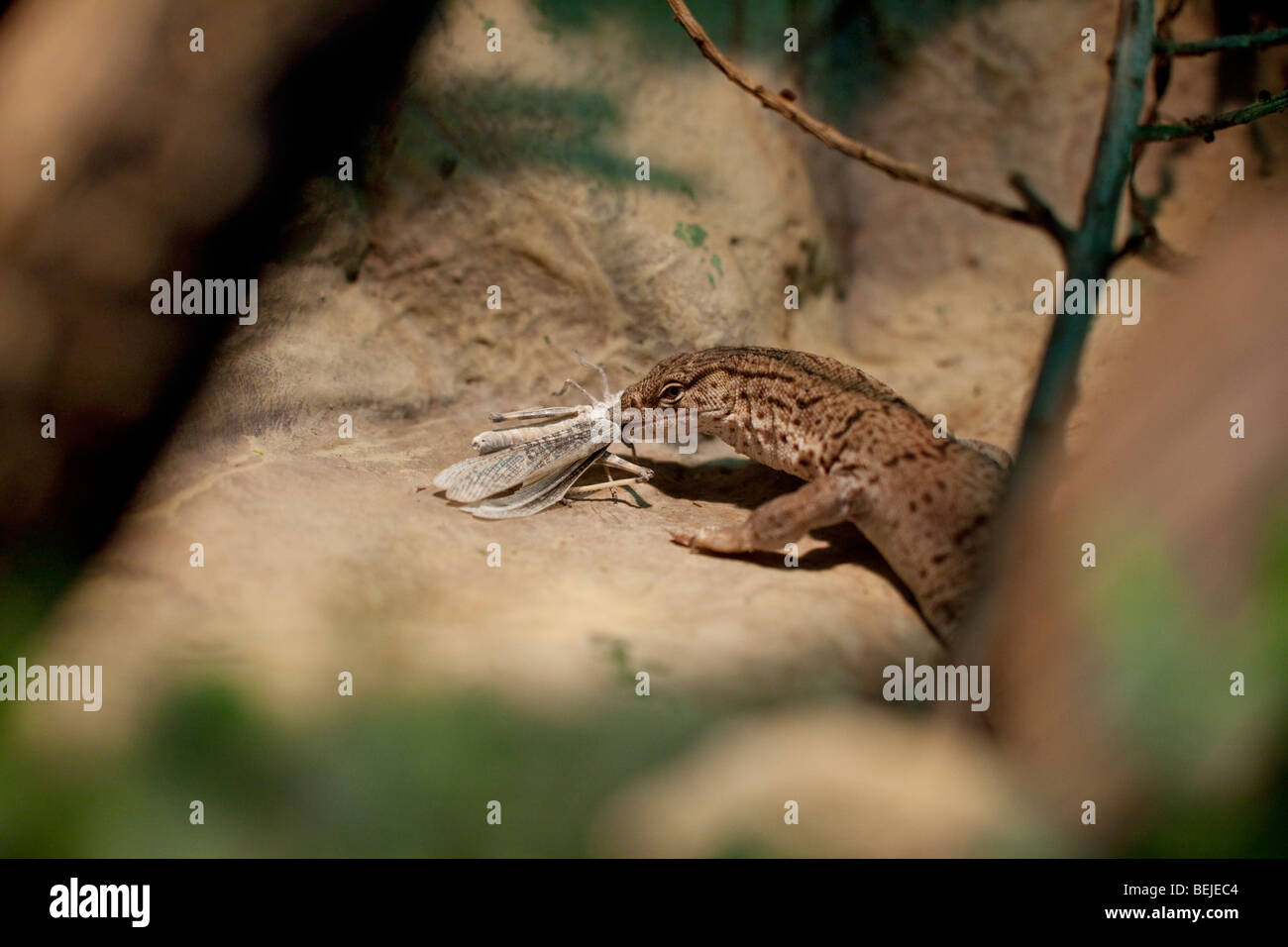Varanus gilleni, Gillen's pygmy monitor Stock Photo - Alamy