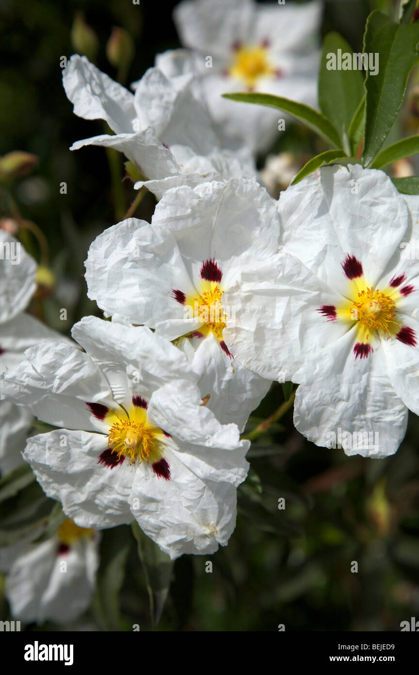 Cistus cyprius hi-res stock photography and images - Alamy