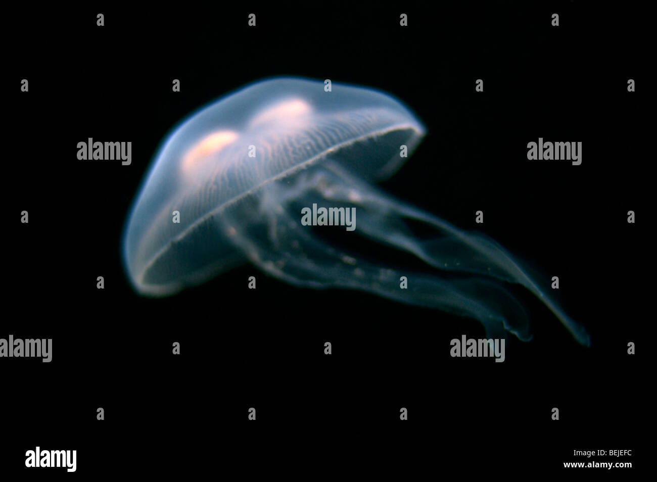 Moon jellyfish captive hi-res stock photography and images - Alamy