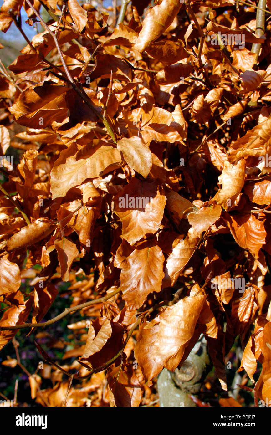 FAGUS SYLVATICA. BEECH LEAVES IN WINTER Stock Photo - Alamy