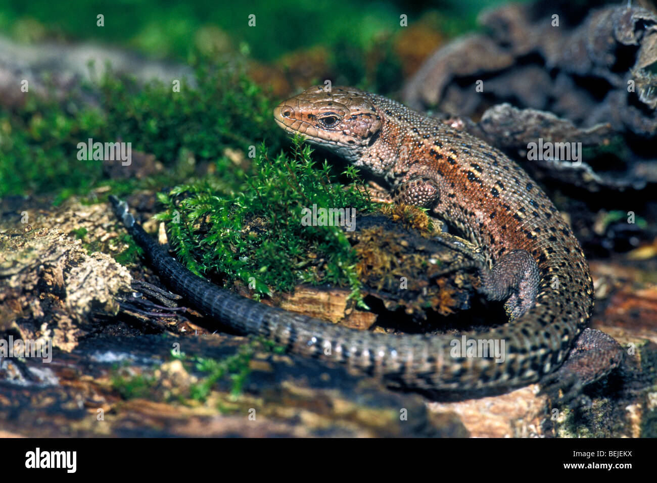 Viviparous lizard / common lizard (Zootoca vivipara / Lacerta vivipara ...