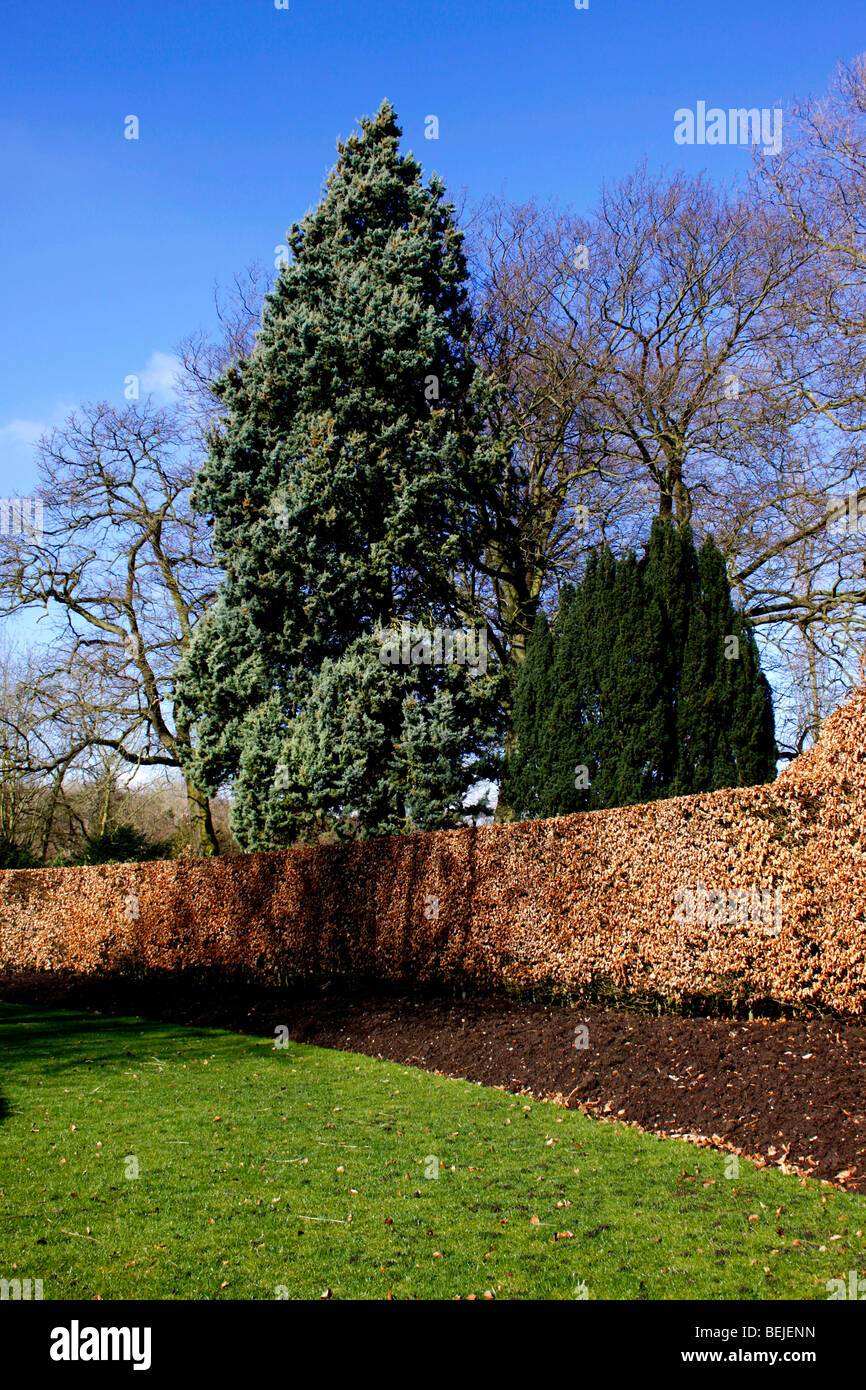 Beech hedging winter hi-res stock photography and images - Alamy