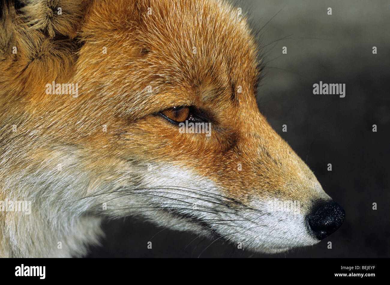 Red fox (Vulpes vulpes) close up Stock Photo - Alamy