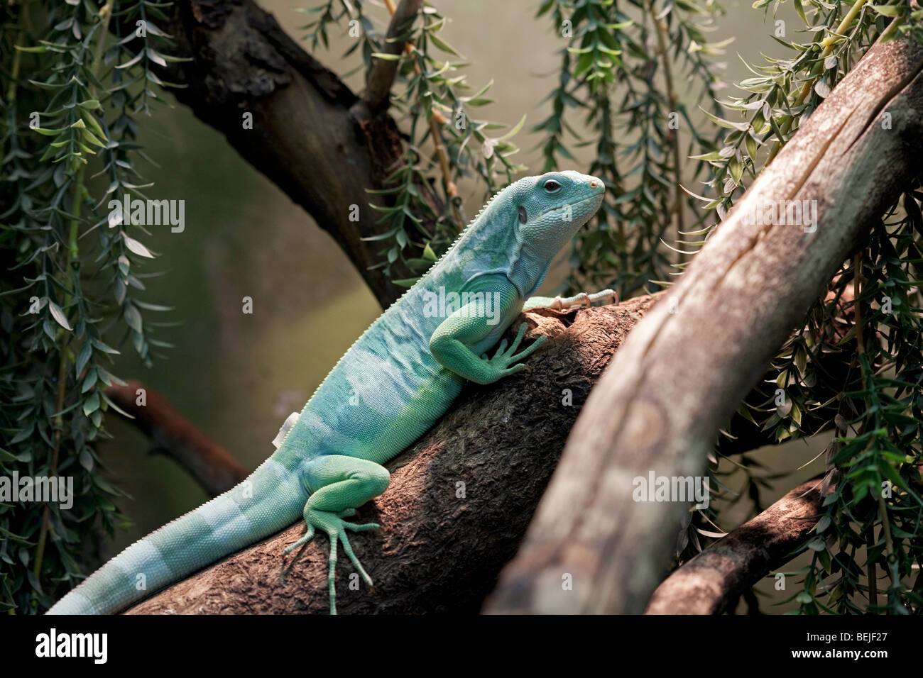 Fiji island banded iguana, Brachylophus fasciatus Stock Photo - Alamy