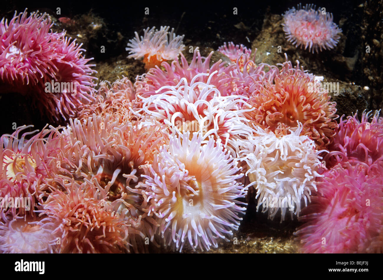 White Spotted Sea Anemone