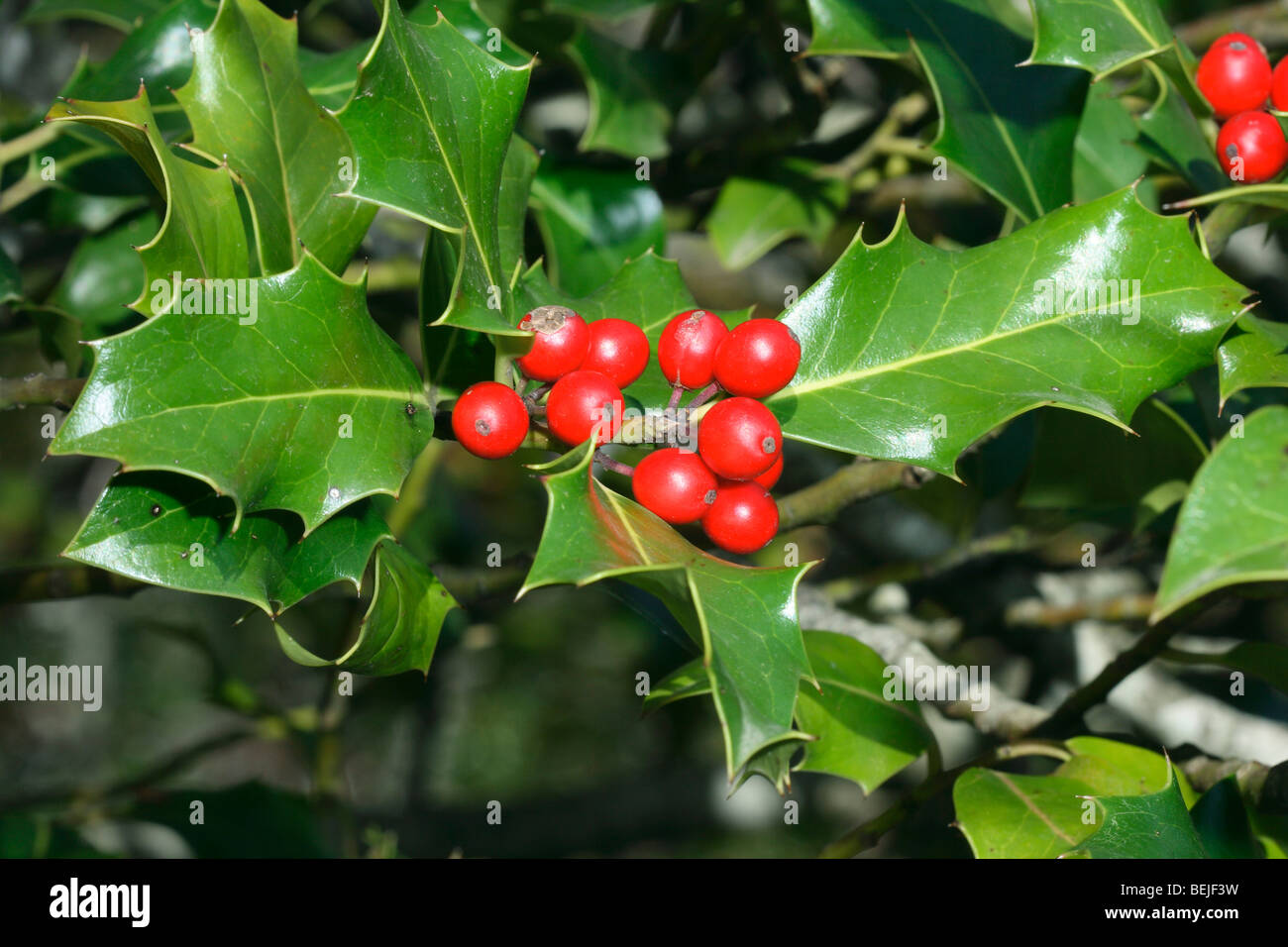 Mature holly tree hi-res stock photography and images - Alamy