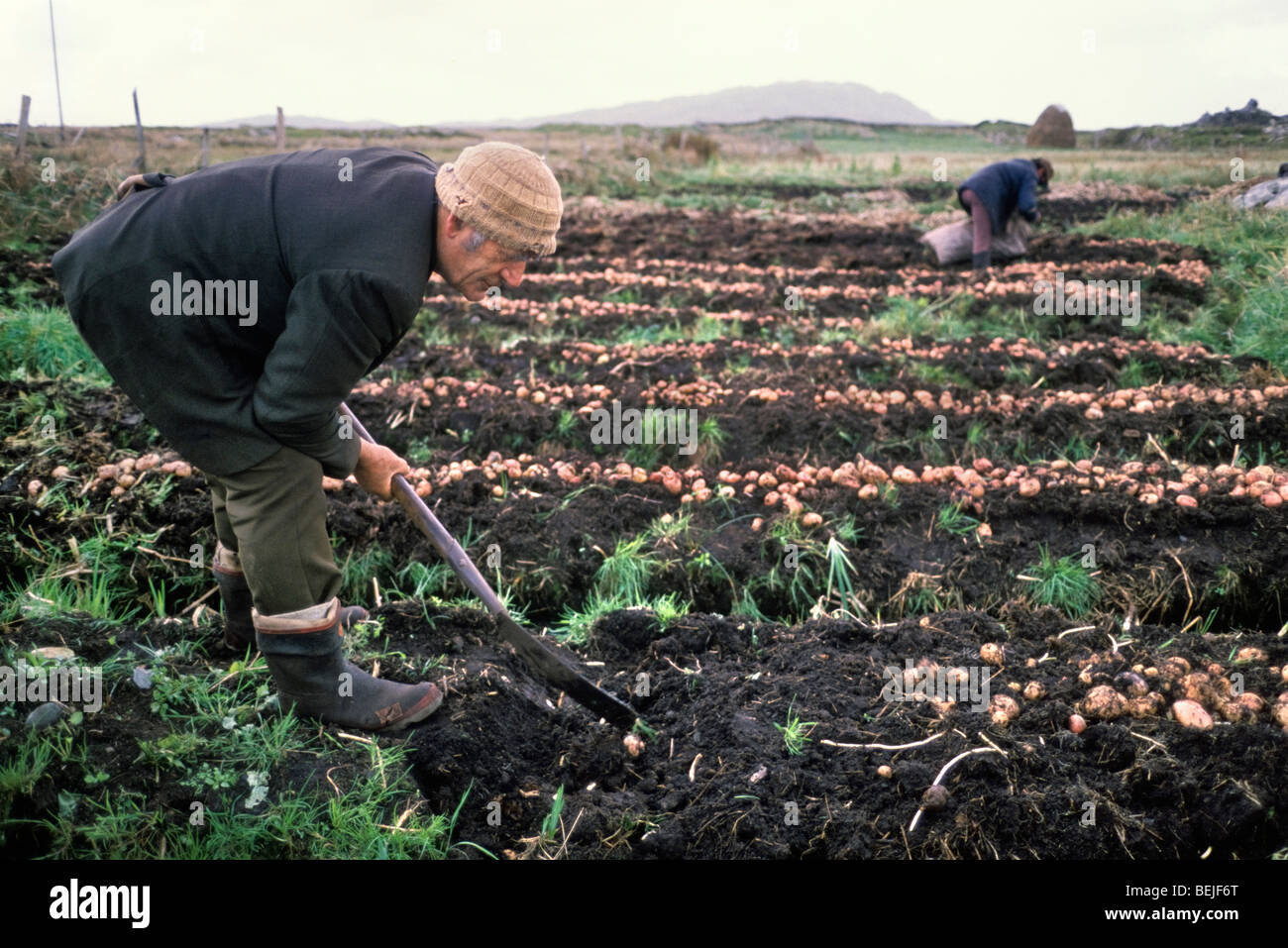 Farmers are digging potatoes in Ireland Stock Photo - Alamy