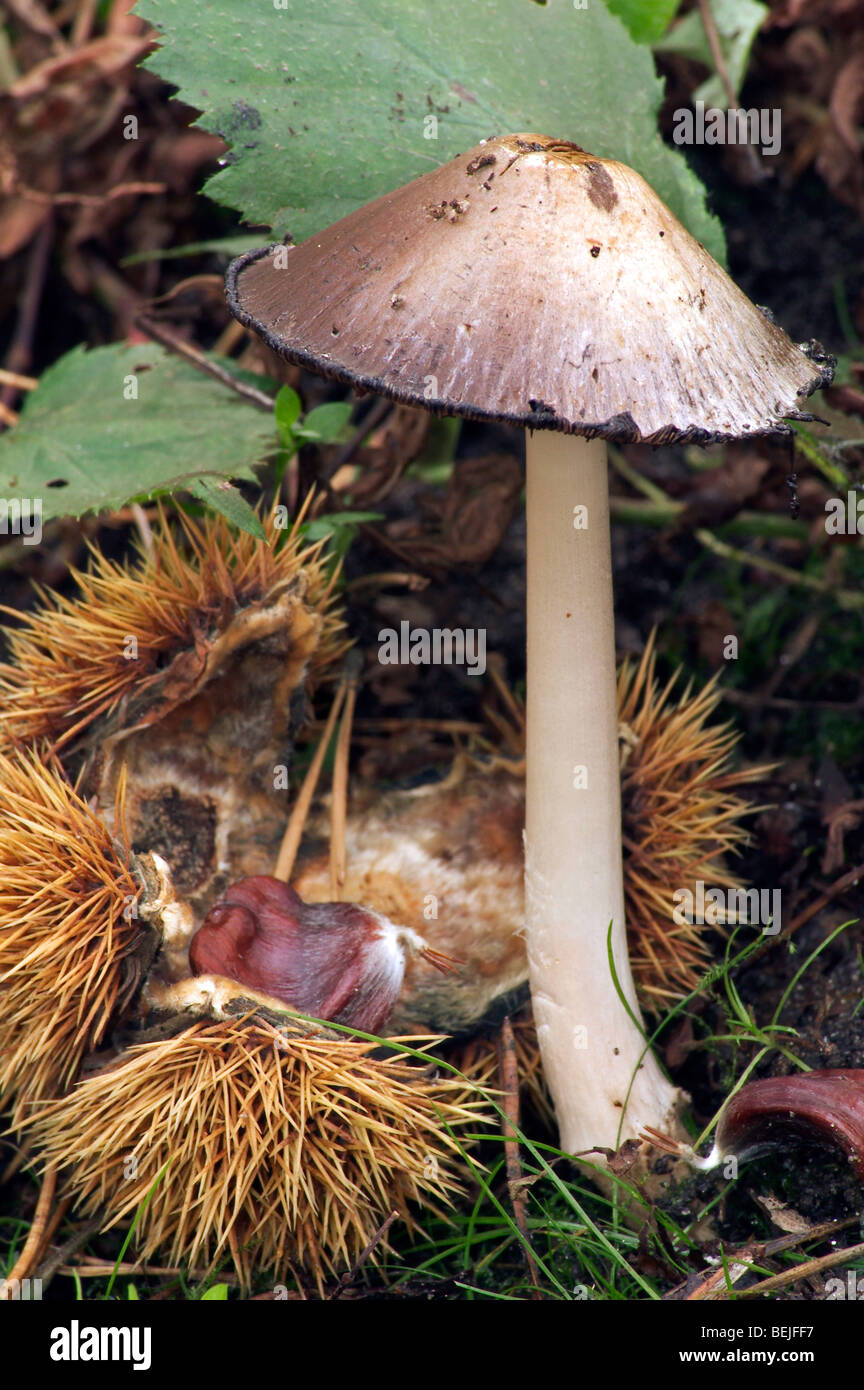 Common inkcap, coprinopsis atramentaria hi-res stock photography and ...