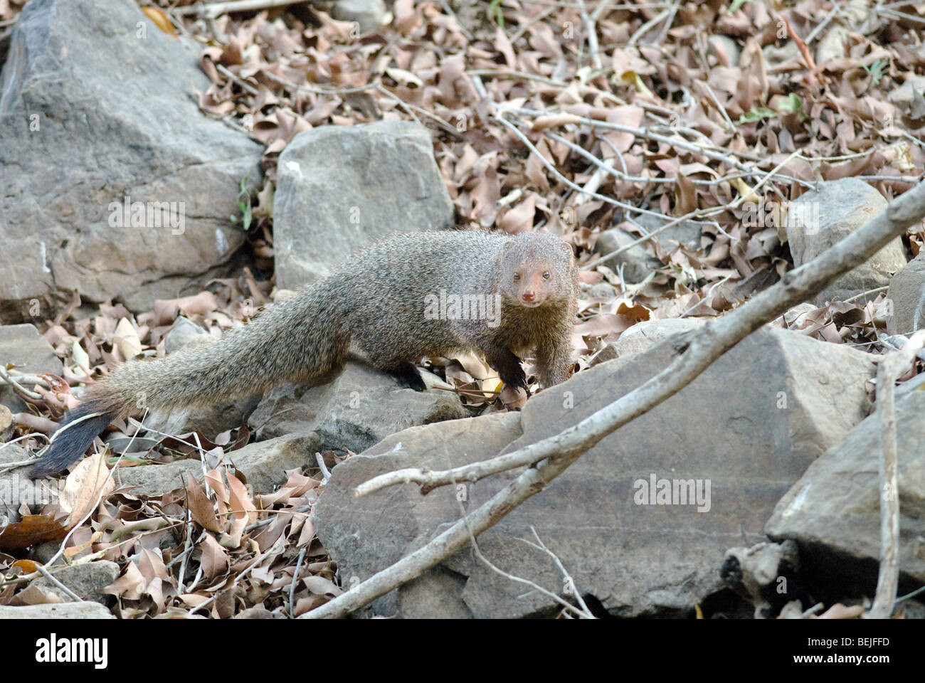 Snakes climbing hi-res stock photography and images - Alamy