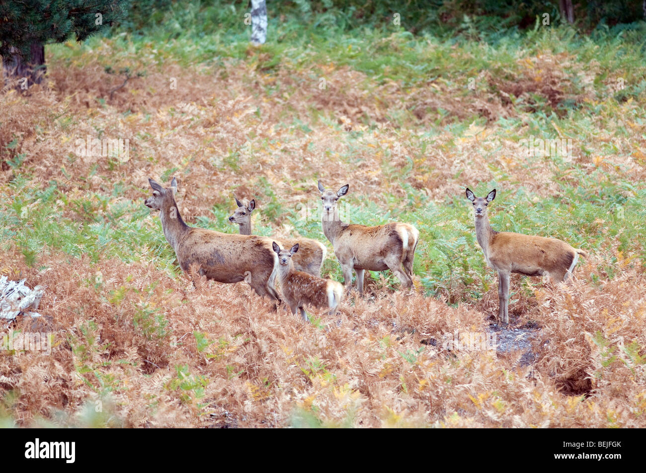 Group of hinds hi-res stock photography and images - Alamy