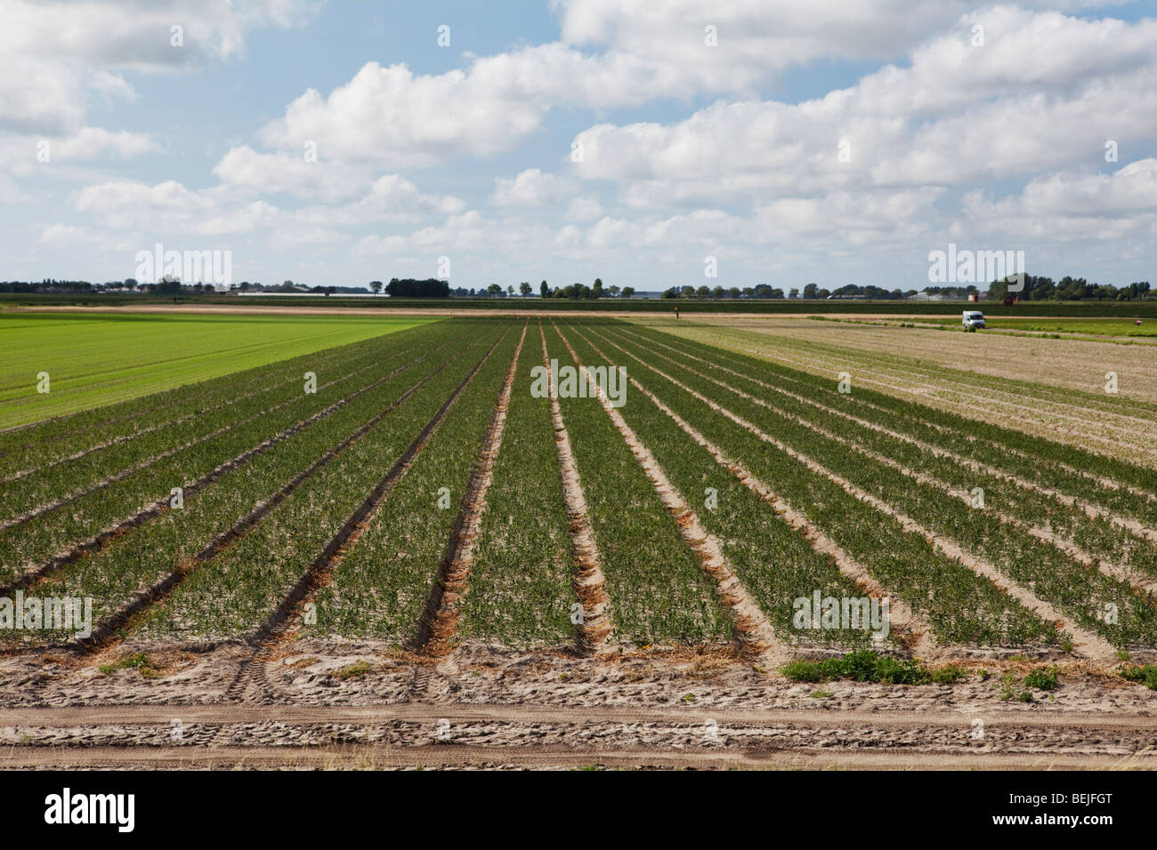 Rural field - agriculture in the Netherlands Stock Photo - Alamy