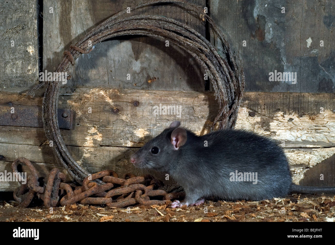 Black rat (Rattus rattus) foraging in barn of farm Stock Photo - Alamy