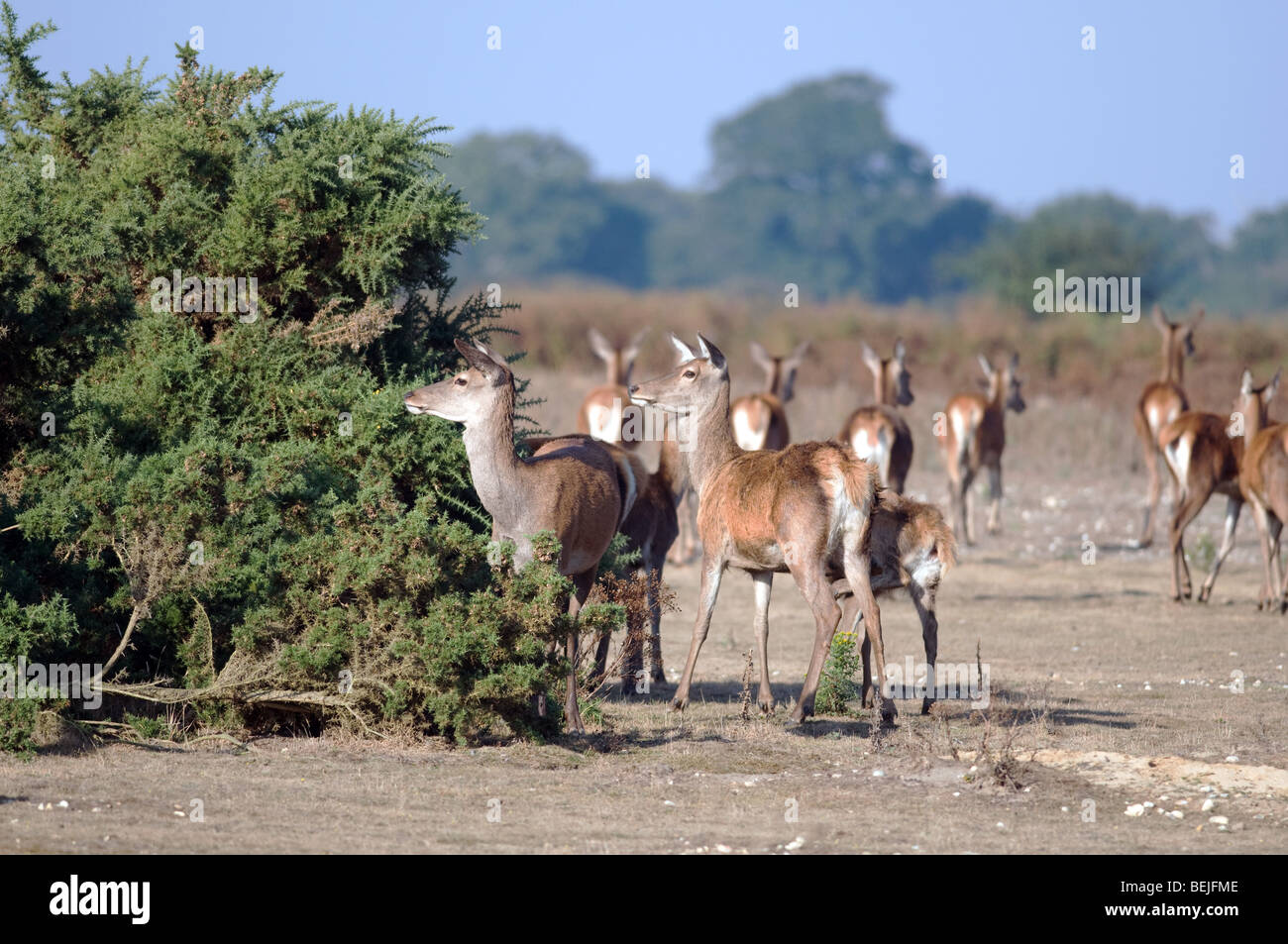 Female hind hi-res stock photography and images - Alamy