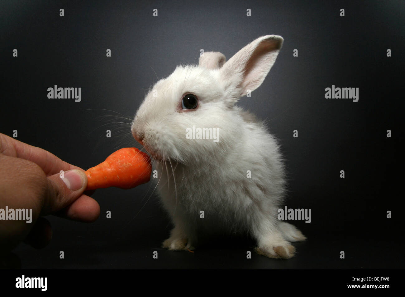 Cutout of a white rabbit being fed a carrot on black background Stock ...
