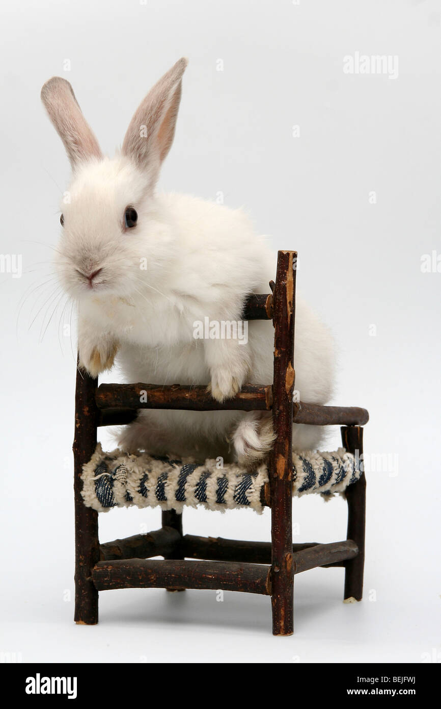 Rabbit chair hi-res stock photography and images - Alamy