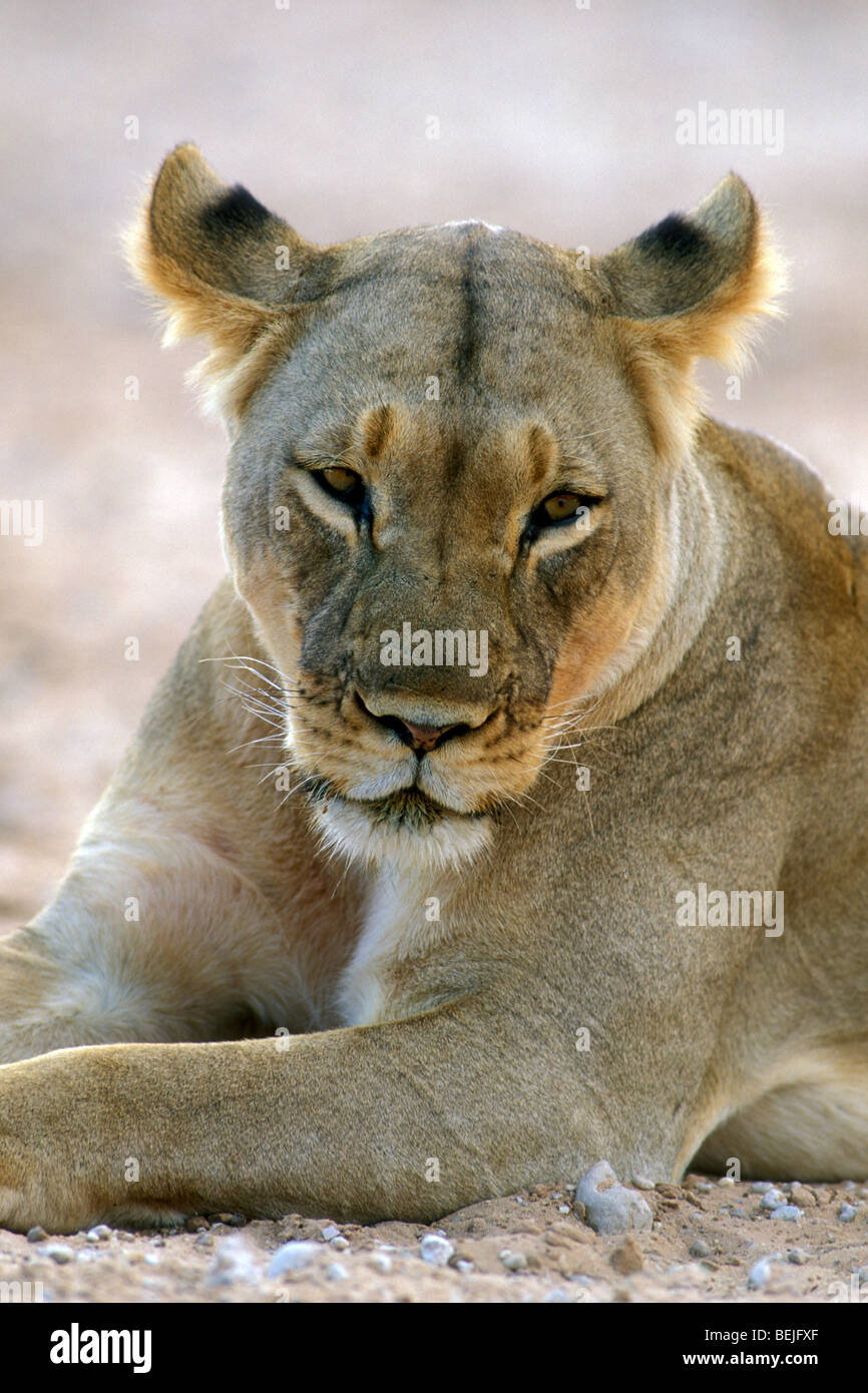 Close up portrait of lioness (Panthera leo) resting in the Kalahari ...