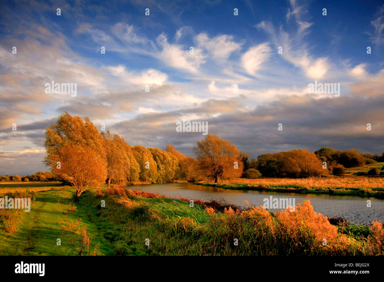 Autumn Tree Colours River Nene Peterborough City Cambridgeshire England ...