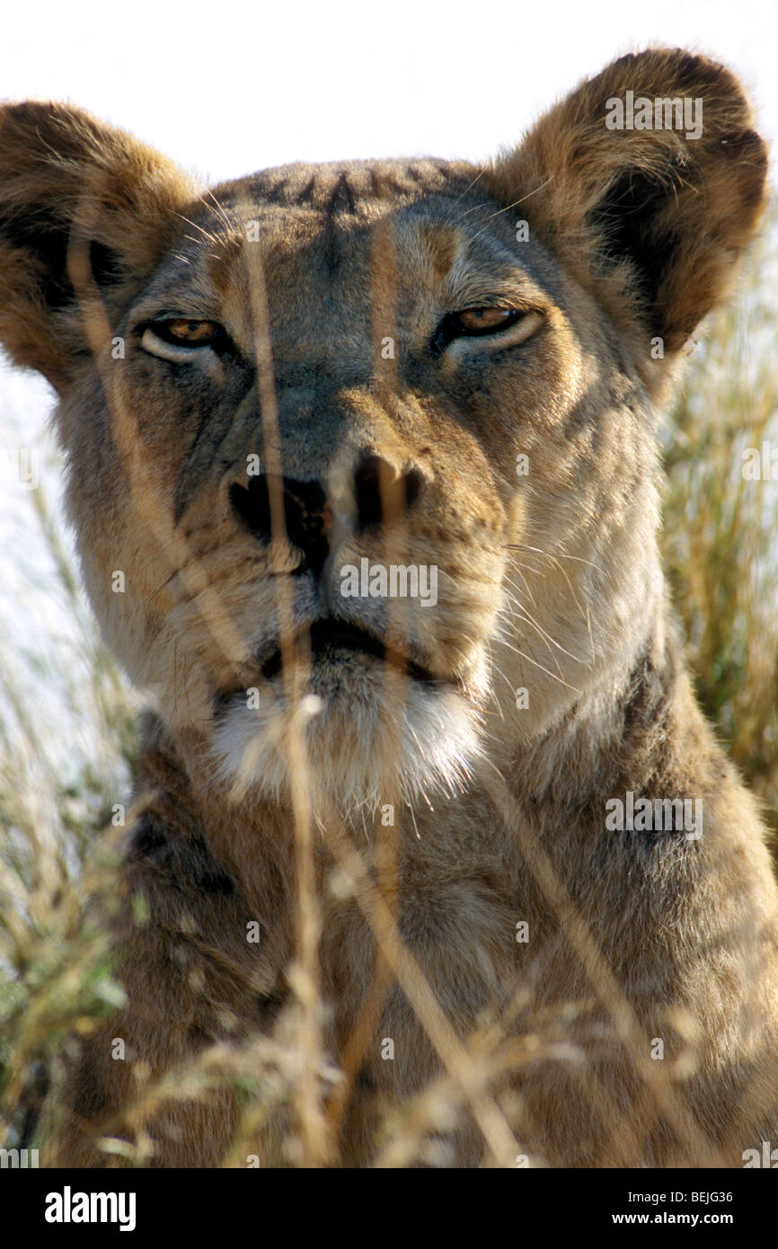 African lioness (Panthera leo) on the prowl, peeking through grass in ...