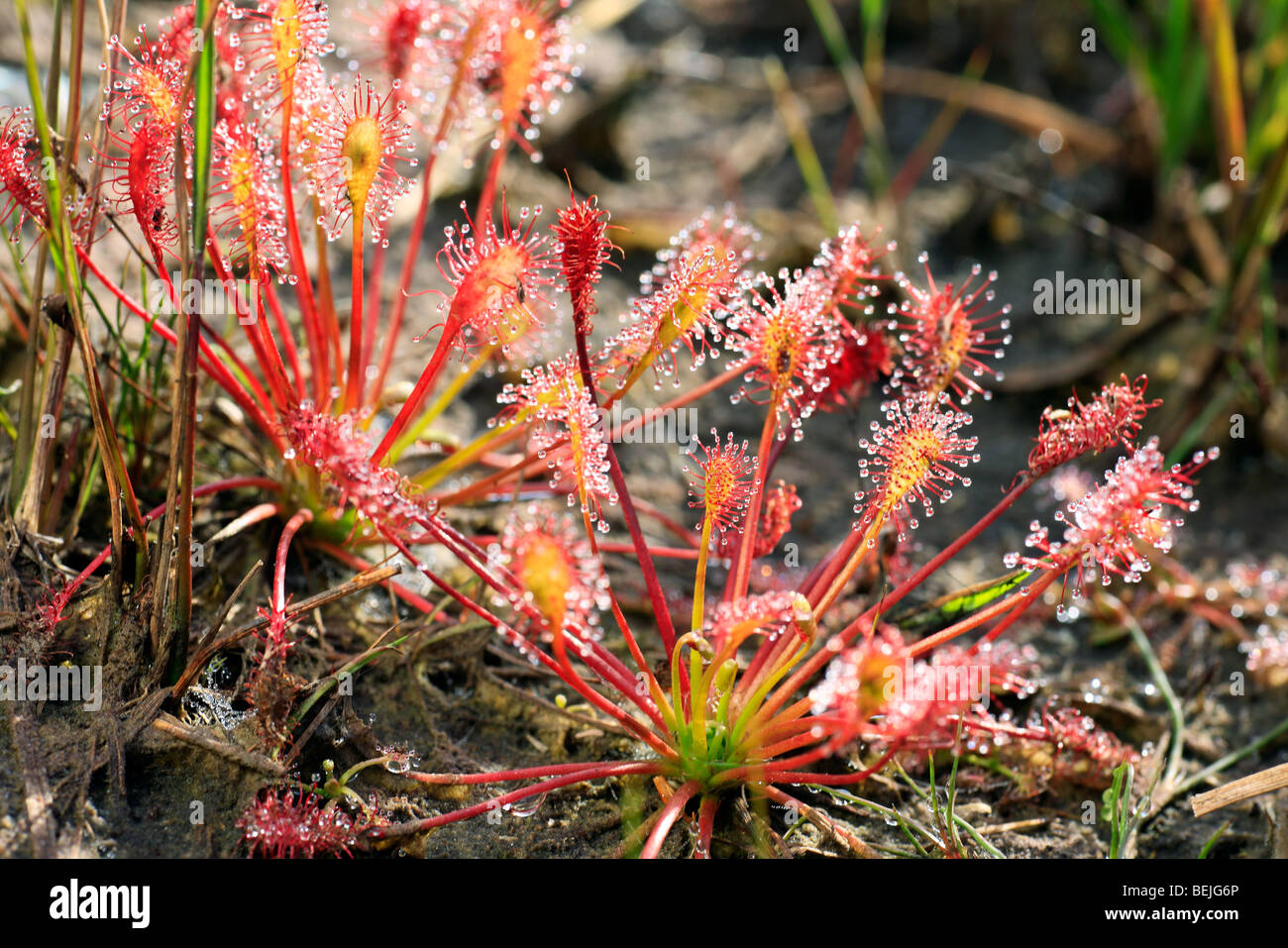 Oblong-leaved sundew / Spoonleaf sundew (Drosera intermedia ...