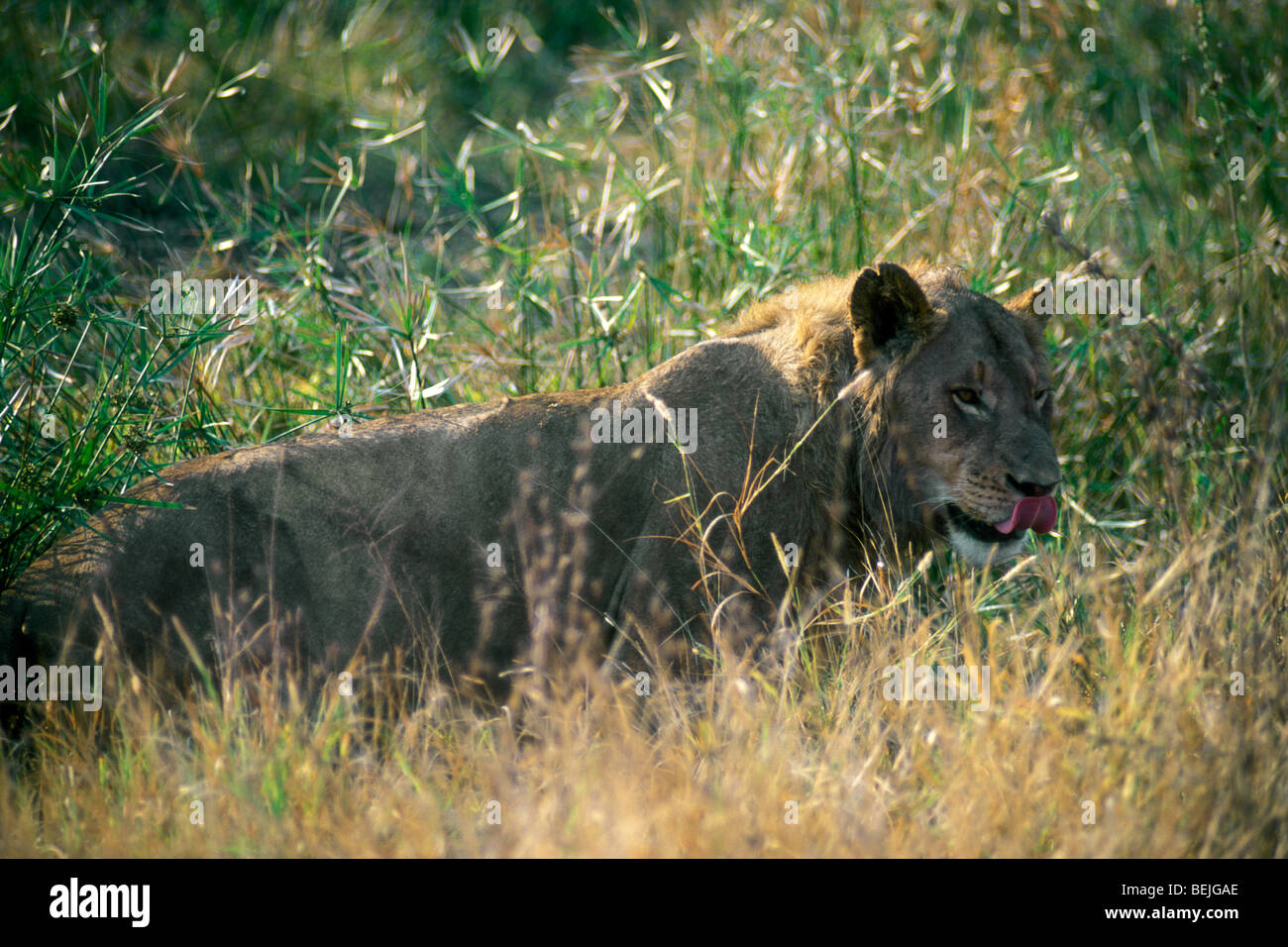 Male Lion Stalking Grass High Resolution Stock Photography and Images ...