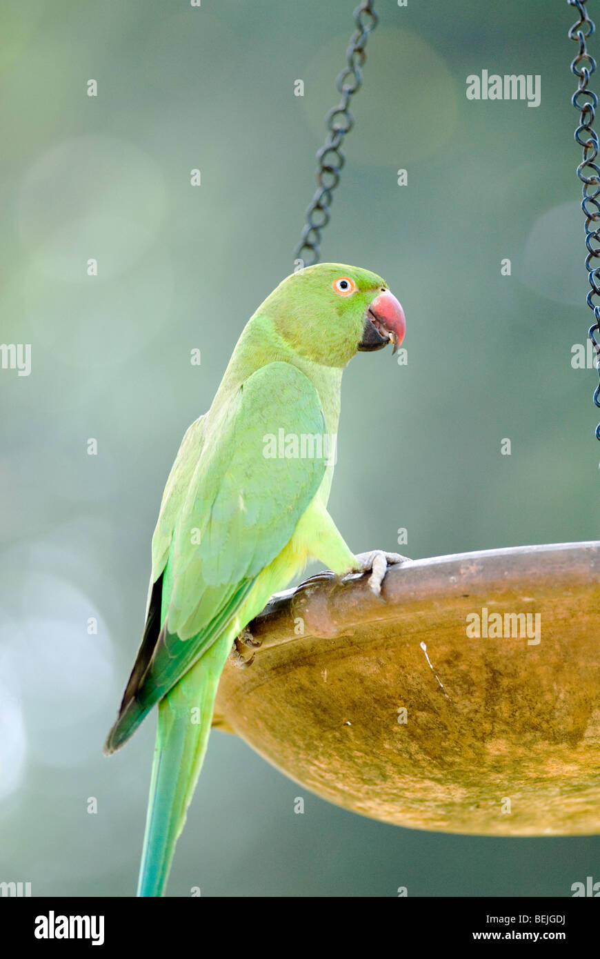 Rose ringed parakeet hi-res stock photography and images - Alamy