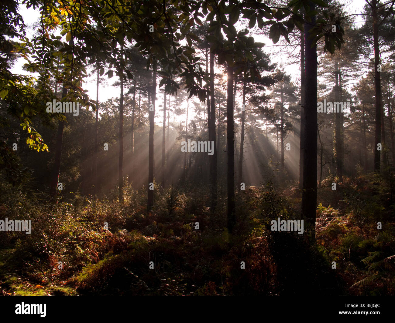Sun light through the trees Stock Photo - Alamy