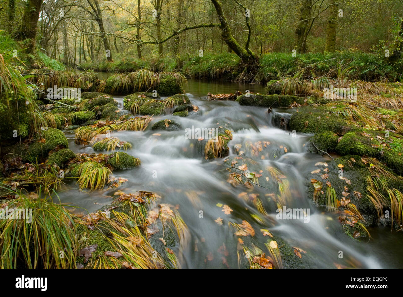Deciduous forest by the river hi-res stock photography and images - Alamy