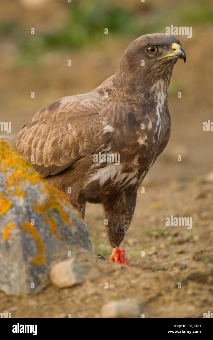 Raptor bird of prey buteo buteo buzzard common buzzard hi-res stock ...