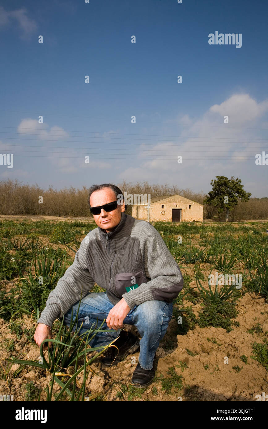 Calcot Catalan Spain Dorada onion Spanish cooking Stock Photo - Alamy