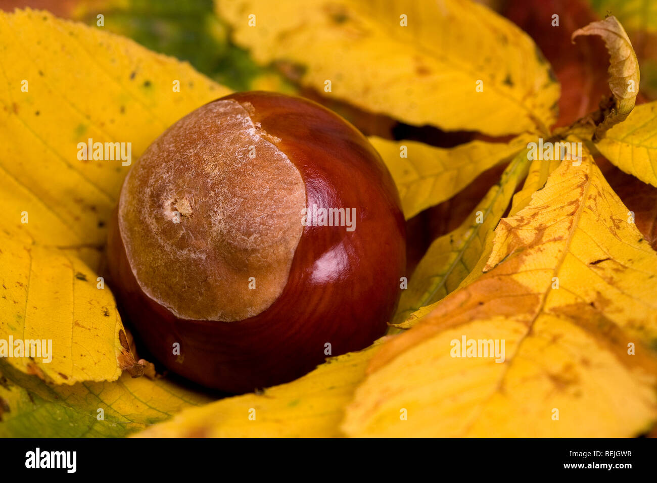 Single conker hi-res stock photography and images - Alamy