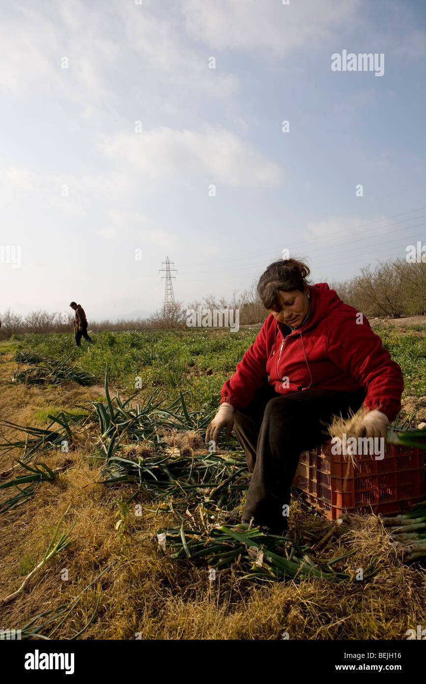 Maria dorada hi-res stock photography and images - Alamy