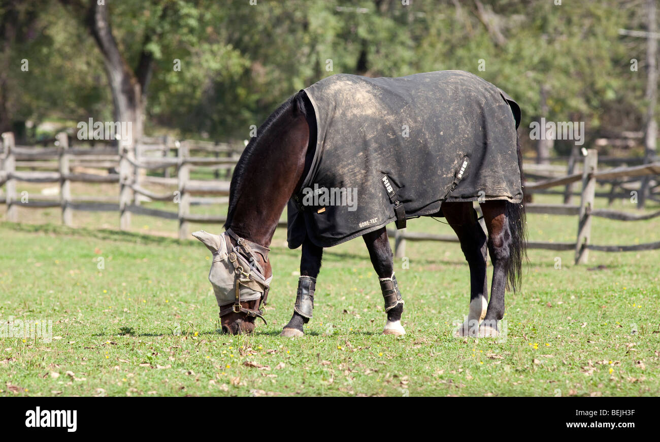 A grazing horse in a fenced in meadow. The horse is wearing a gor-tex ...