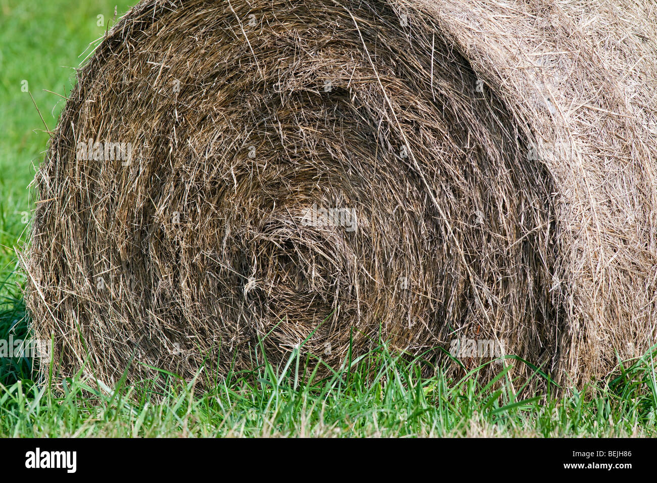 Feed rolls hi-res stock photography and images - Alamy