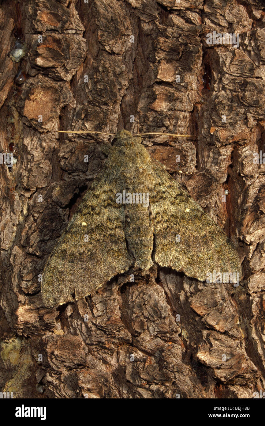 Arizona moth hi-res stock photography and images - Alamy
