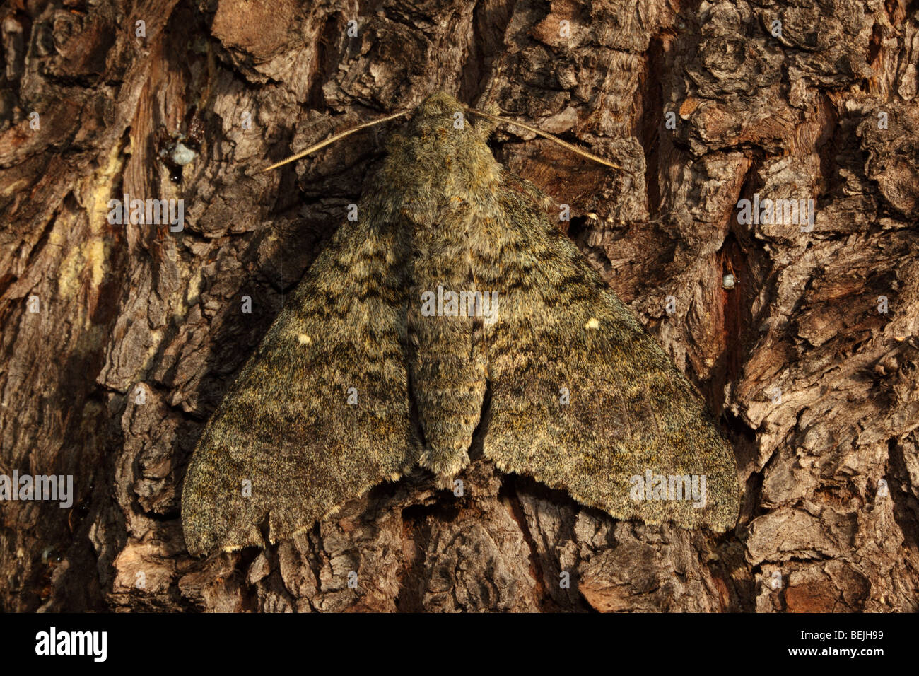 Arizona moth hi-res stock photography and images - Alamy