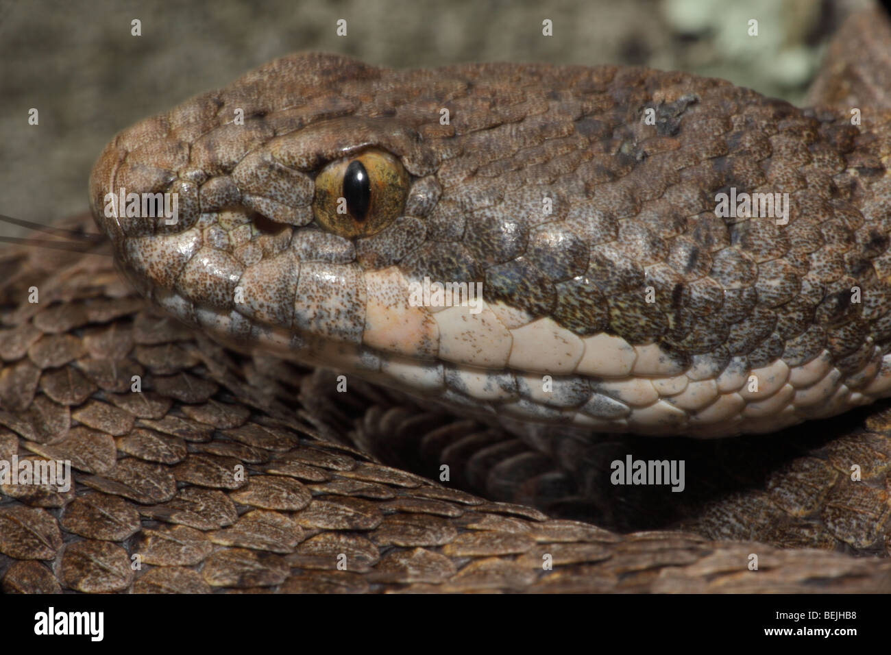 Twin spotted rattlesnake crotalus pricei hi-res stock photography and ...