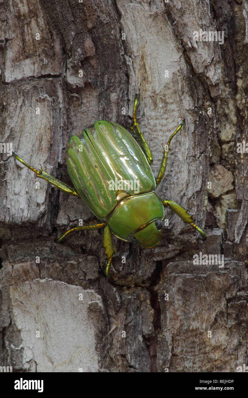 Beetle (Chrysina gloriosa) - Chiricahua Mountains - Arizona - USA - An ...